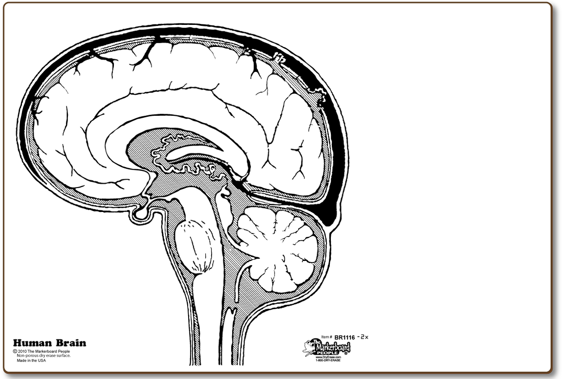 Human Brain Board — DryErase.com