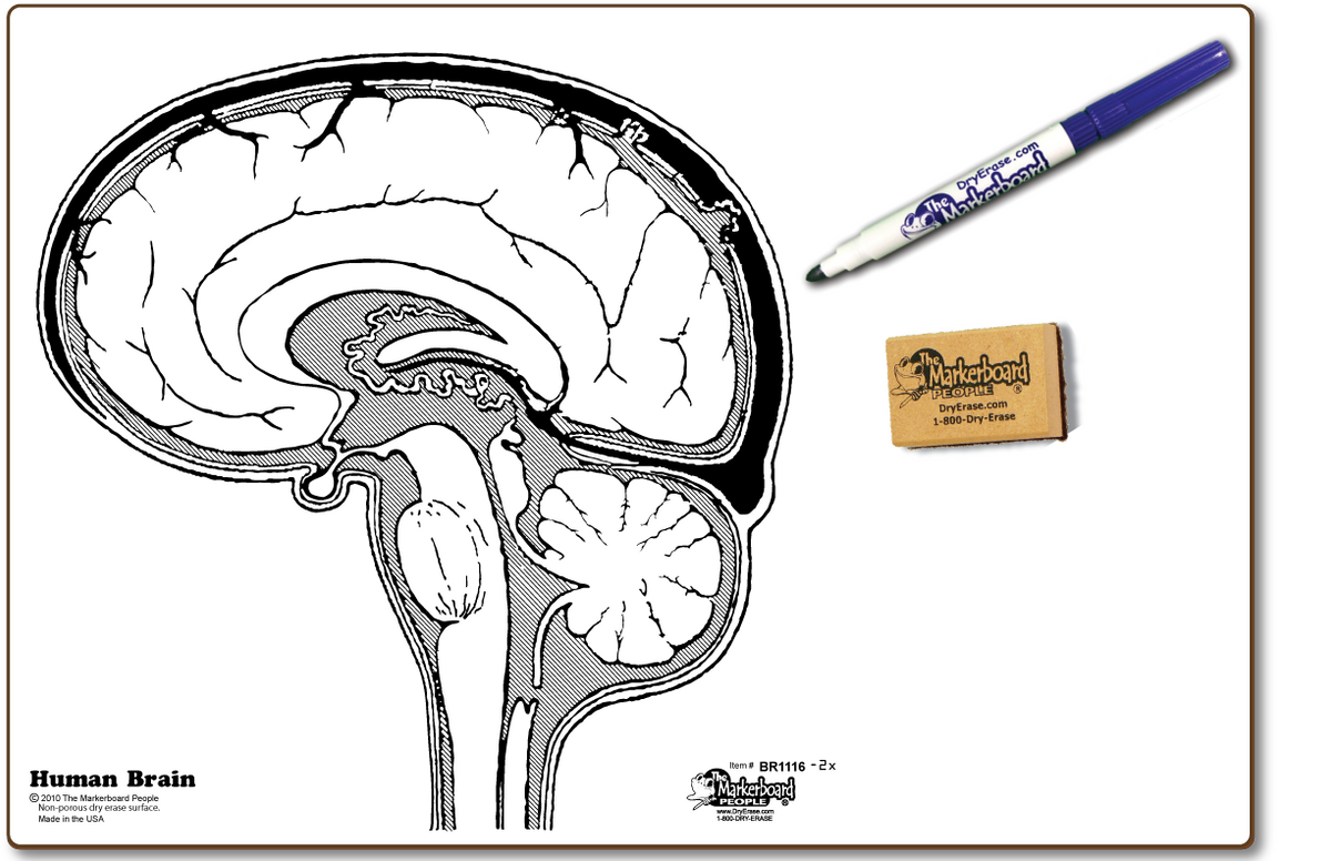 Human Brain Board - Marker & Eraser Combo Kit — DryErase.com