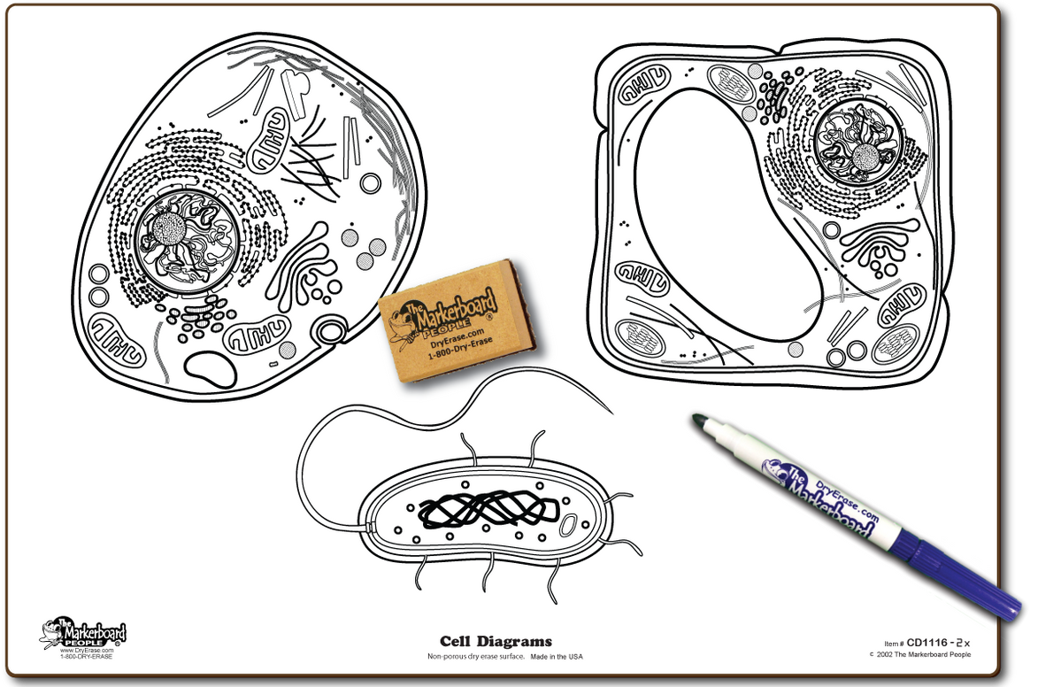 Cell Diagram Board - Marker & Eraser Combo Kit — DryErase.com