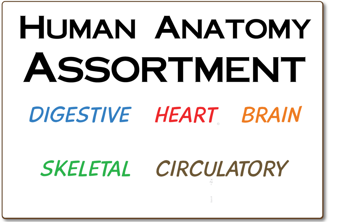 Human Anatomy Assortment Board - Marker & Erasers Combo Kit — DryErase.com