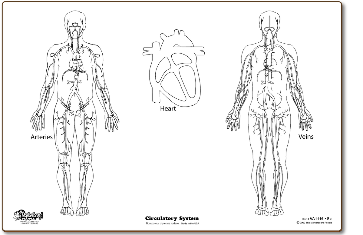 Circulatory System Board — DryErase.com
